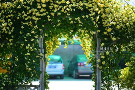上海上房园艺的黄木香，每年春天满枝头几千朵花盛开黄木香上房枝头新浪新闻