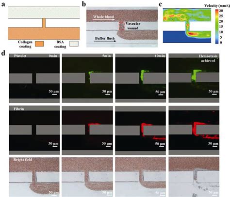 Microfluidic Bleeding Model Of Microvascular Hemostasis A Schematic Download Scientific