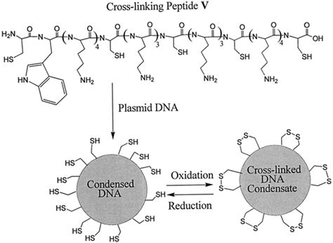Formation Of Cross Linked Peptidedna Condensates Copyright 2000