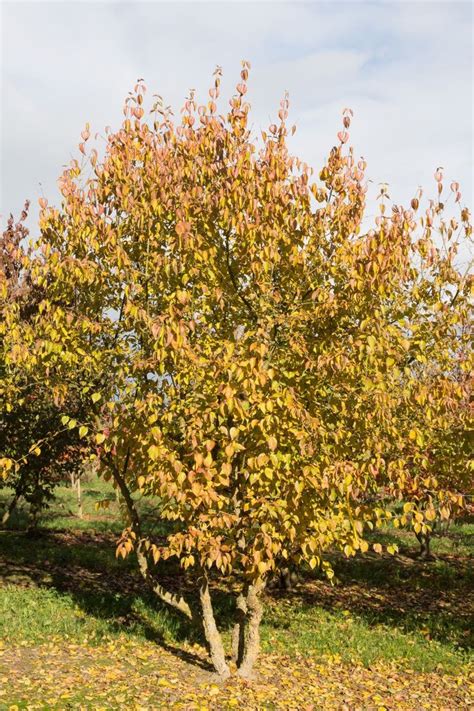 Cornus Mas Boomkwekerij Tuin Tuin Inspiratie
