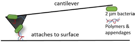 Afm Can Be Used To Probe The Forces Attaching Bacteria To Surfaces
