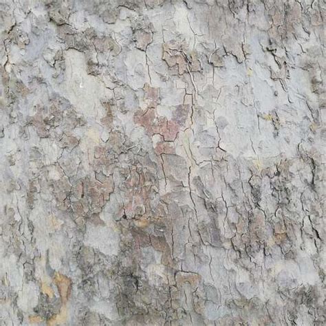 Tree Bark Texture To Download ManyTextures