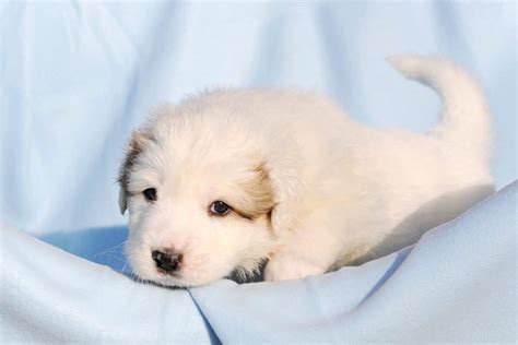 How Much Does A Great Pyrenees Cost 2026 Price Guide