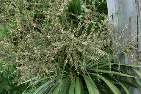 Cordyline Australis