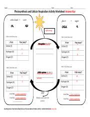 Understanding Photosynthesis and Cellular Respiration: Key | Course Hero