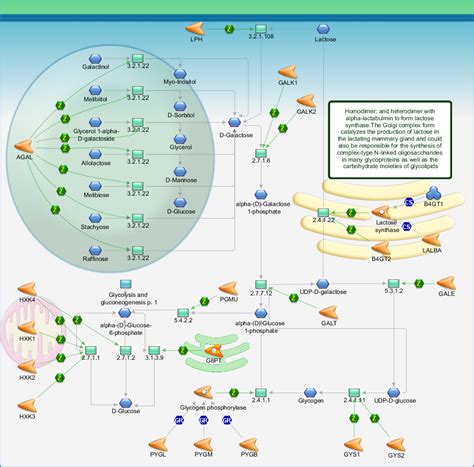 Metabolism Diagram