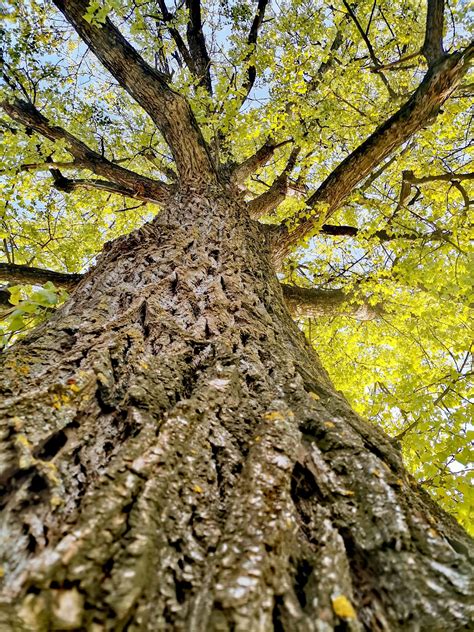 Free Picture Underneath Big Tree Trunk Close Up Of Tree Bark And Branches