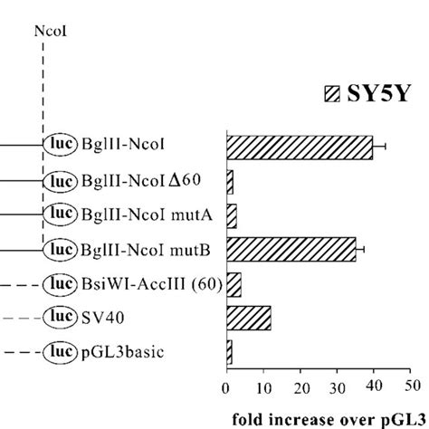 Sequence Of The 035 Kb Bglii Ncoi Region Containing The Human 3