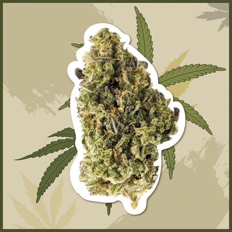 First Class Funk Teddy Weed