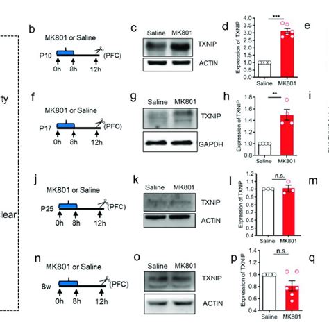 expression pattern of txnip underlying nmdar hypofunction a
