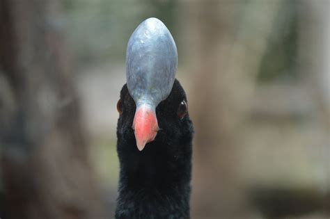Pauxi pauxi - ZooChat