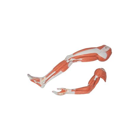 Dual Sex B Scientific Medi Shop Gr