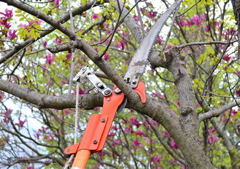 Tree Services In Livonia MI Ashton Tree Service