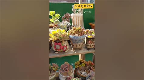 가을아침 햇살받고있는 옥상다육이들~ Youtube