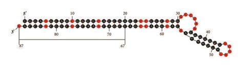 Three Predicted Stem Loop Structures Of Pre Mirnas Identified In S