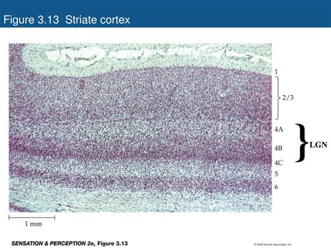 Ppt Spatial Vision Continued Powerpoint Presentation Free Download Id6135254