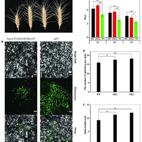Functional Verification And Subcellular Localization Of Wheat Download Scientific Diagram