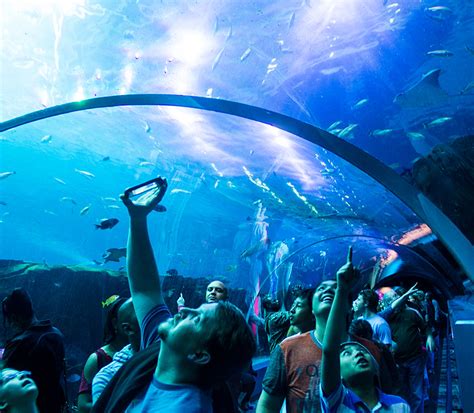 Aquarium Atlanta Ga Careers At Christopher Hooke Blog