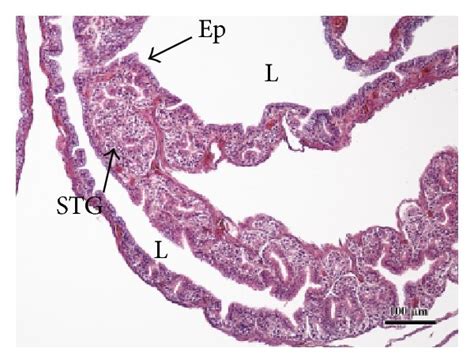 Histology Of The Female Reproductive Tract Of Bothrops Erythromelas