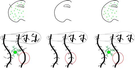 Impact Of Microglia On Synaptic Pruning In The Adult Brain Neuronal Download Scientific