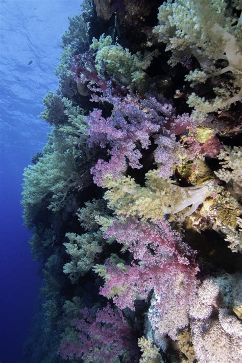 Amazing Corals From The Red Sea