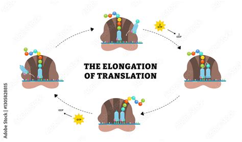Poster The Elongation Of Translation Ribosome Diagram Process Labeled