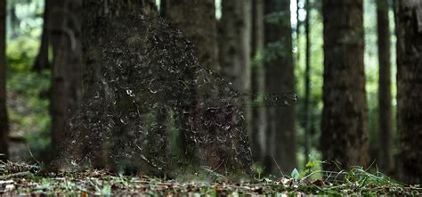 Home Phantom Phantom Defence