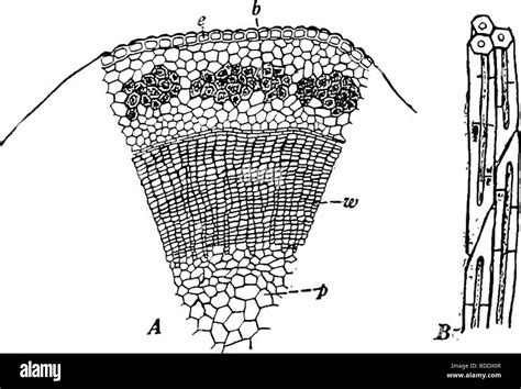 Cellule De Collenchyme Banque De Photographies Et Dimages à Haute