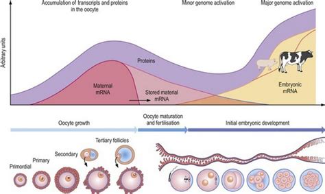 Cleavage And Blastulation Veterian Key