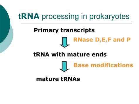 Ppt Rna Processing And Rnps Molecular Events Inducing Rna Maturity Powerpoint Presentation