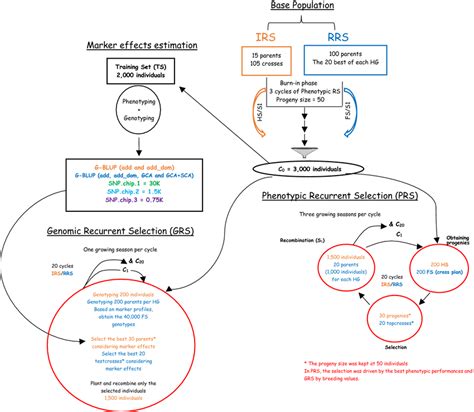 Schematic Representation Of The Recurrent Selection Breeding Schemes Download Scientific
