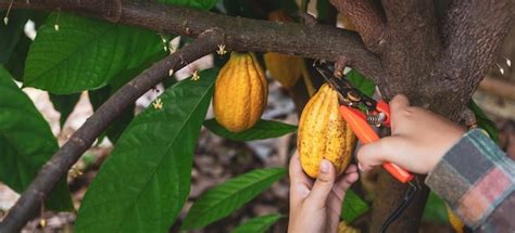 Premium Photo Closeup Hands Of A Cocoa Farmer Use Pruning Shears To Cut The Cocoa Pods From