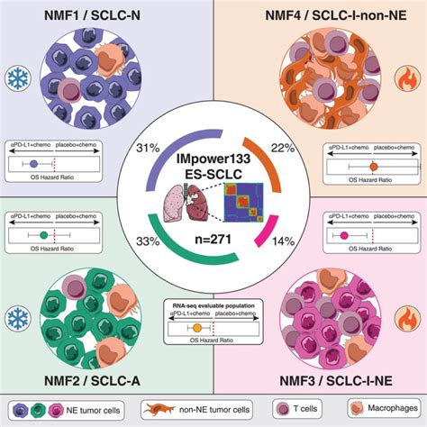Small Cell Lung Cancer Symptoms Causes Types Diagnosis And