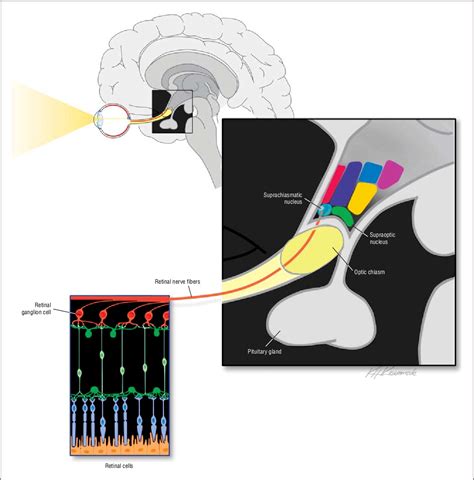 Figure 1 From Modeling Axonal Degeneration Within The Anterior Visual