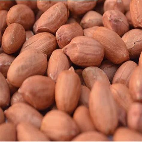 Bold Groundnut Kernels Manufacturer Supplier From Namakkal