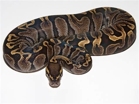 Ball Python Morphs The 50 Most Popular Pictures And Prices