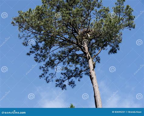 Eagles Nest In Pine Tree In Virginia USA Stock Image Image Of