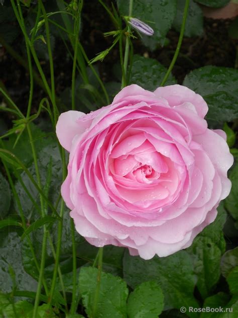 Галерея Olivia Rose Austin AUSmixture Энциклопедия роз