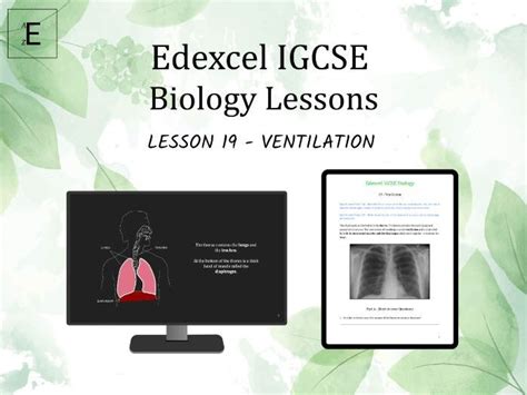 Edexcel Igcse Biology Lesson 19 Ventilation Teaching Resources