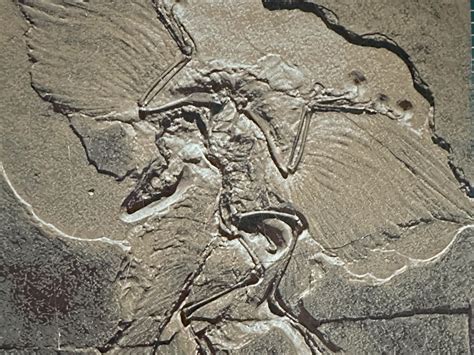 Archaeopteryx Litographica Fossil 188x230 By Gorguts Hueforge Makerworld