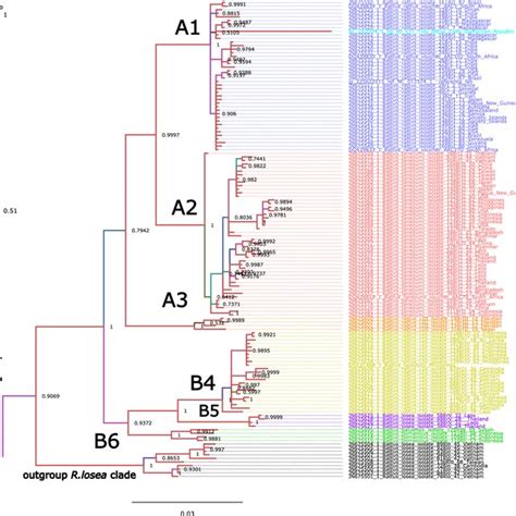 bayesian majority rule consensus tree produced via mrbayes using