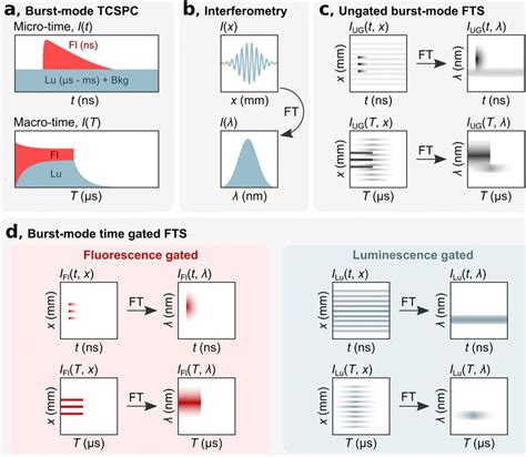 Principle Of Bmtg Fts A In Burst Mode Tcspc Measurements Micro And Download Scientific