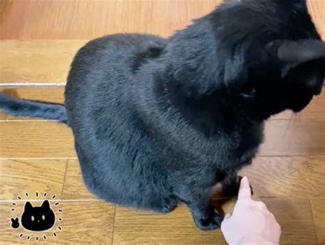 앉아 있는 검은 고양이 앞발 손으로 툭툭 건드린 집사가 잠시후 심장 부여 잡은 이유