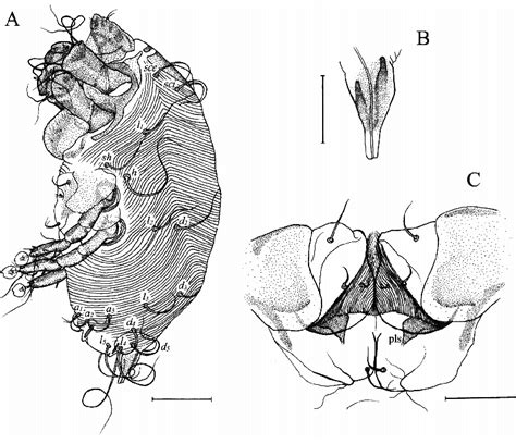 Listrocarpus Capucinus Sp Nov Adult Female A Lateral View Scale
