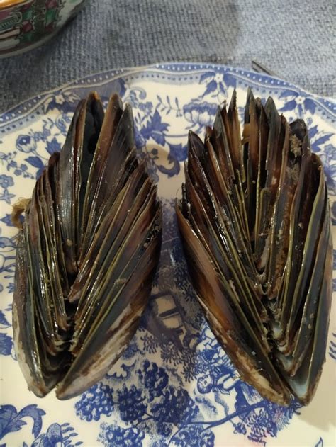 Psbattle Stacked Mussel Shells On A Plate R Photoshopbattles