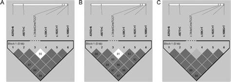 haplotype block structure for the associated htra1 polymorphisms the