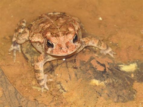 He Was Giving Me A Stare Down While I Took Photos R Frog