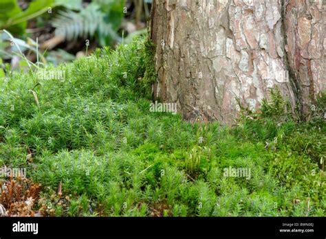 Common Haircap Moss Polytrichum Commune Growing At Base Of Tree Stock