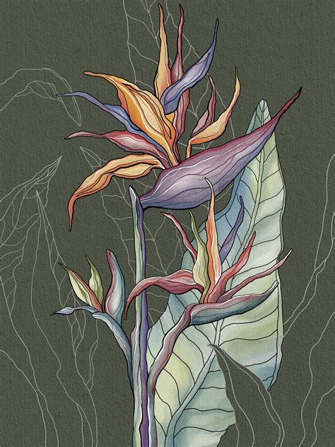 Watercolor Botanical Illustration Collection Behance