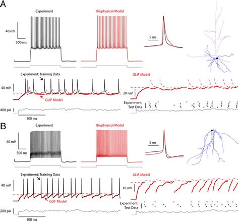 Single Cell Biophysical And Point Neuron Models Data From A A Download Scientific Diagram
